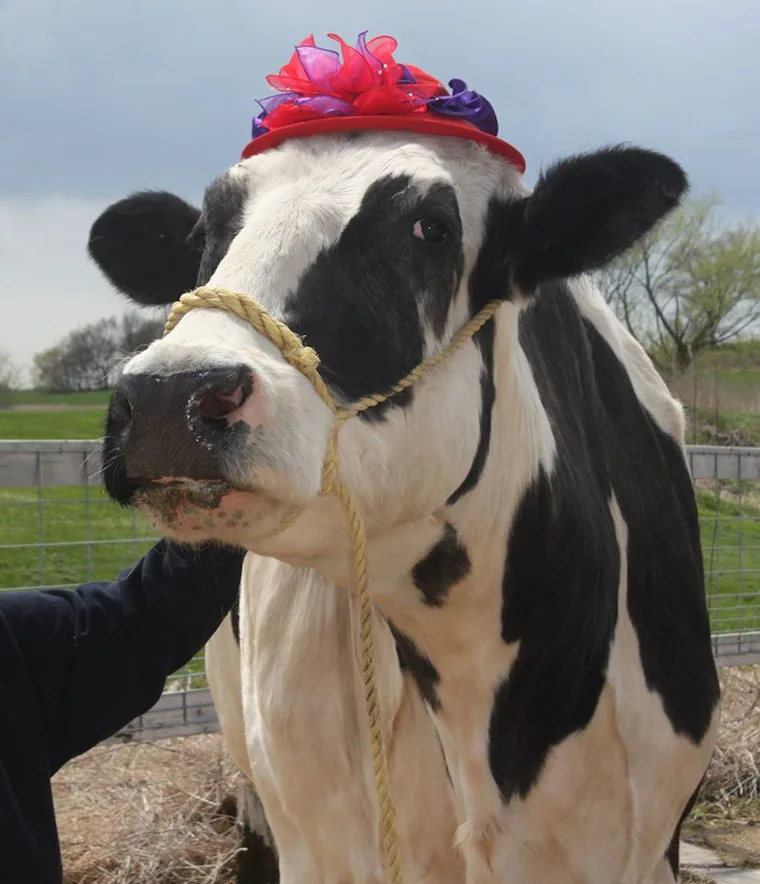 Blosom, The World's Tallest Cow, Is Dead, But The Gentle Giant Had A ...