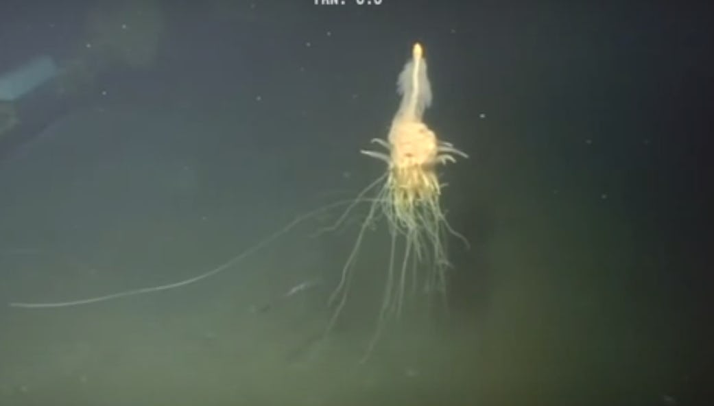 This "Flying Spaghetti Monster" Marine Creature Is The Weirdest Thing ...