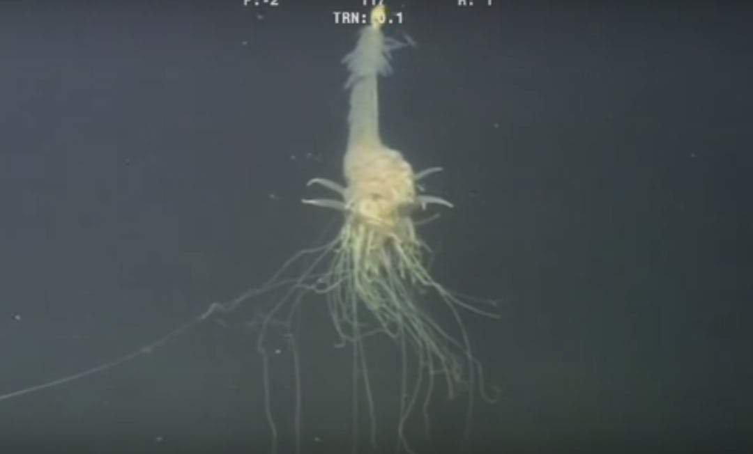 This "Flying Spaghetti Monster" Marine Creature Is The Weirdest Thing ...
