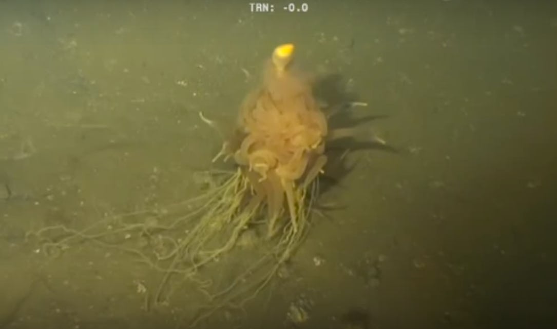 This "Flying Spaghetti Monster" Marine Creature Is The Weirdest Thing ...
