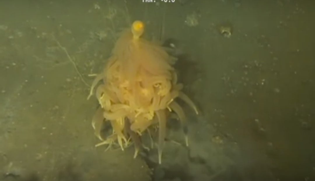 This "Flying Spaghetti Monster" Marine Creature Is The Weirdest Thing ...
