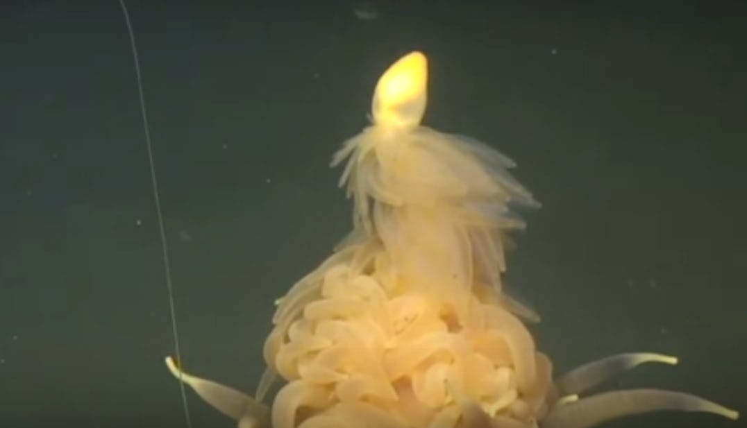 This "Flying Spaghetti Monster" Marine Creature Is The Weirdest Thing ...
