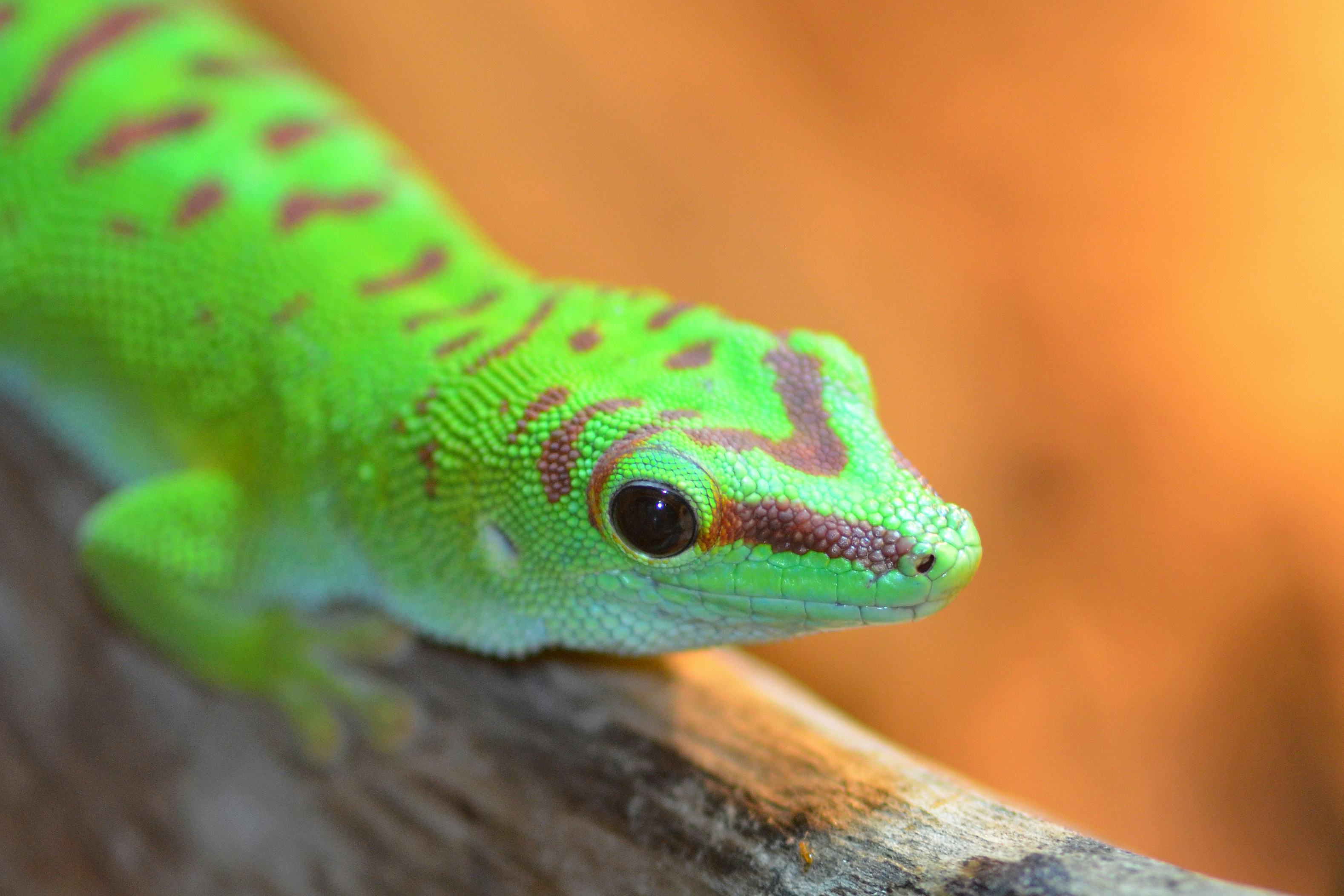 Missing: Russia's Sex Geckos, Perilously Lost In Outer Space