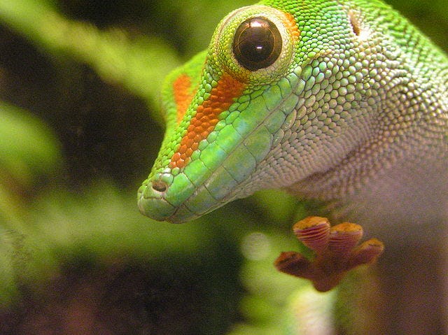 Missing: Russia's Sex Geckos, Perilously Lost In Outer Space