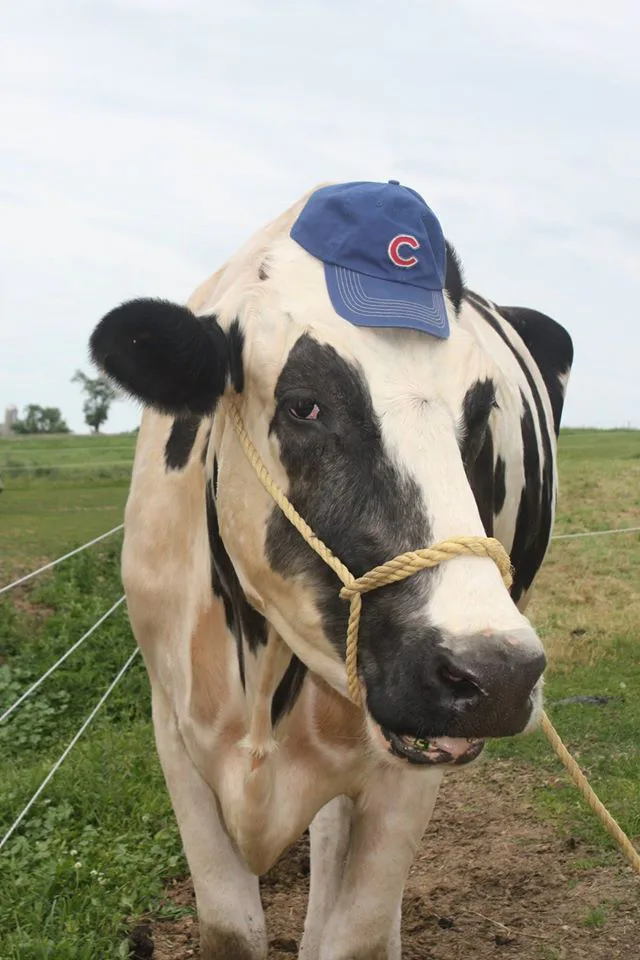 Blosom, The World's Tallest Cow, Is Dead, But The Gentle Giant Had A ...