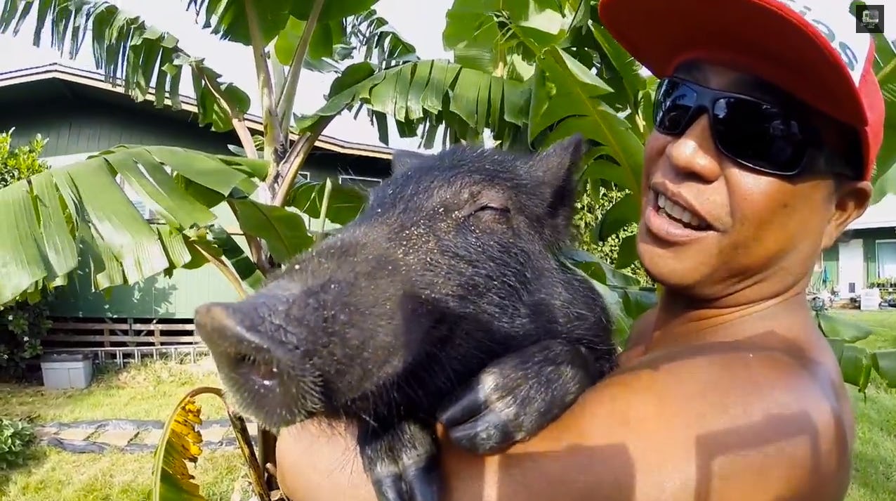 Kama The Surfing Pig Is GoPro's Latest Star, And You'll Want To See His ...