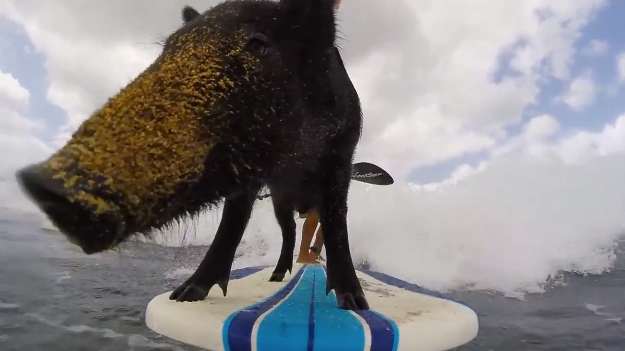 Kama The Surfing Pig Is GoPro's Latest Star, And You'll Want To See His ...