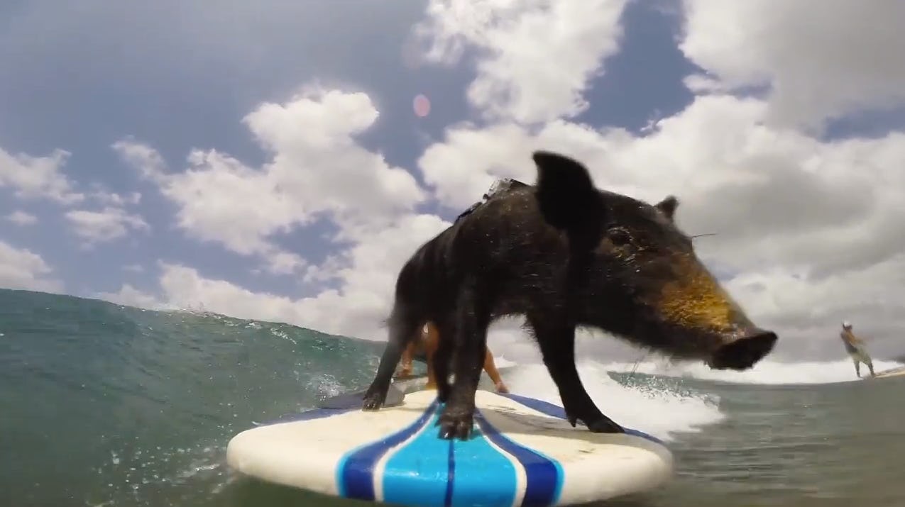 Kama The Surfing Pig Is GoPro's Latest Star, And You'll Want To See His ...