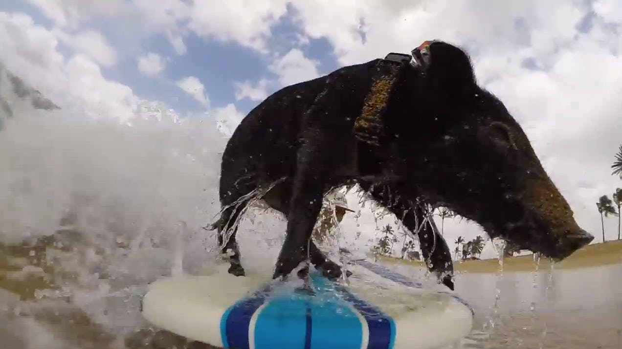 Kama The Surfing Pig Is GoPro's Latest Star, And You'll Want To See His ...