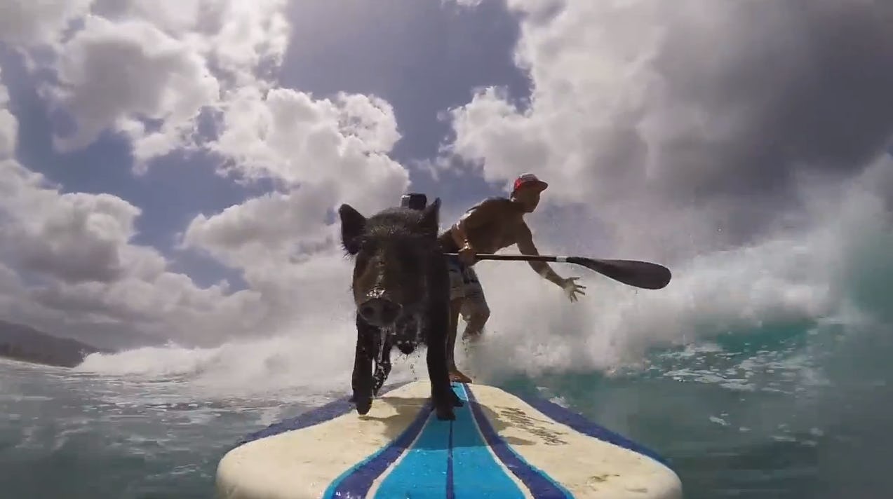 Kama The Surfing Pig Is GoPro's Latest Star, And You'll Want To See His ...