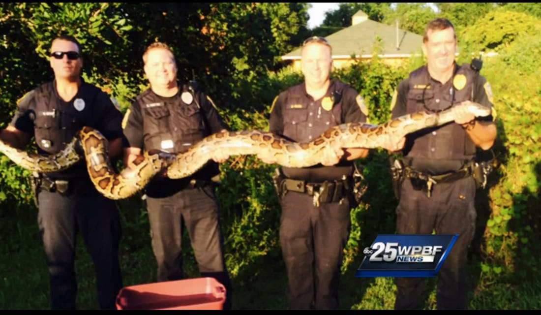 The Cat-Eating, 12-Foot Python Terrorizing Florida Has Finally Been ...