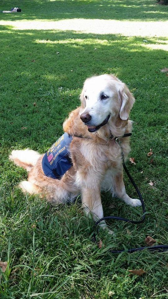 Photos Of The Last 9/11 Rescue Dog Visiting Ground Zero Are Heartbreaking