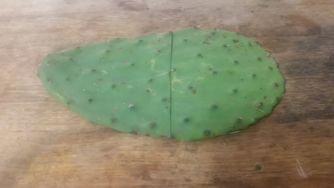 How To Use Cactus For Skin & Hair That's Perfectly Moisturized