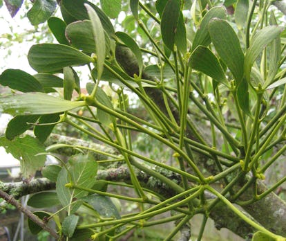 These Mistletoe Beauty Benefits Prove This Plant is Good for More Than ...