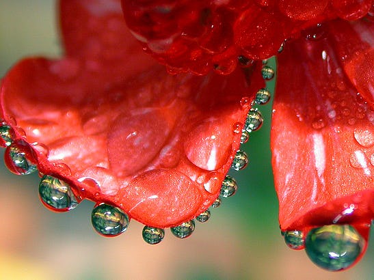 Using Geranium Oil For Acne Treatments Just Might Be The Smartest ...