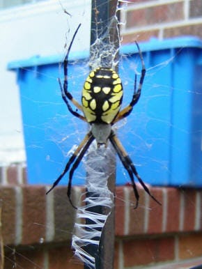 OBX Is The Best Place For Summer Vacation: 37 Things Vacationers on the ...