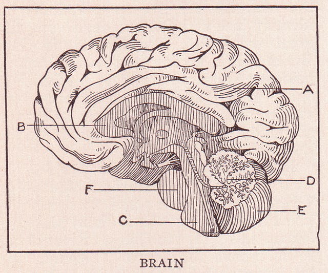 What Happens To Your Brain After You Die?