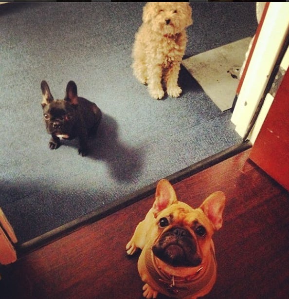 Lady Gaga's Dog Fozzi Bear Has Been MIA for a While, Where Did He Go ...