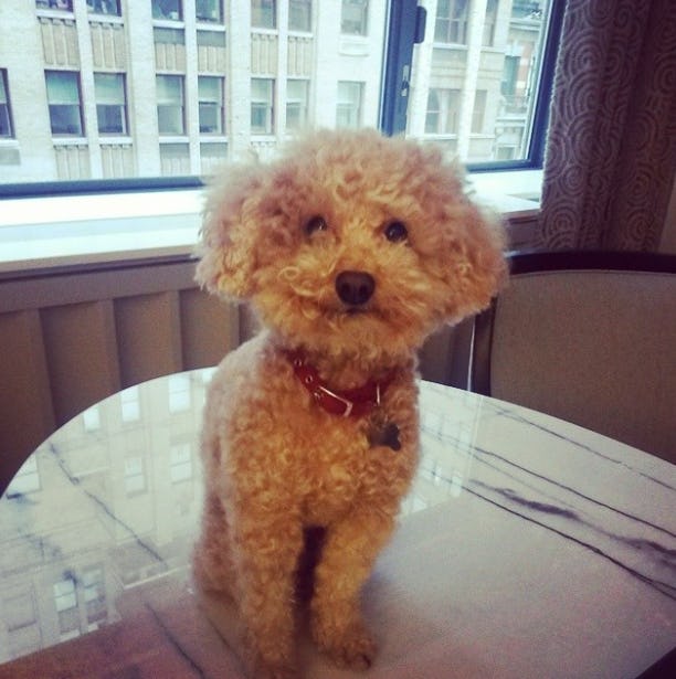 Lady Gaga's Dog Fozzi Bear Has Been MIA for a While, Where Did He Go ...