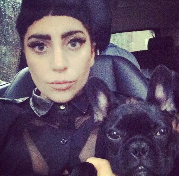 Lady Gaga's Dog Fozzi Bear Has Been MIA for a While, Where Did He Go ...