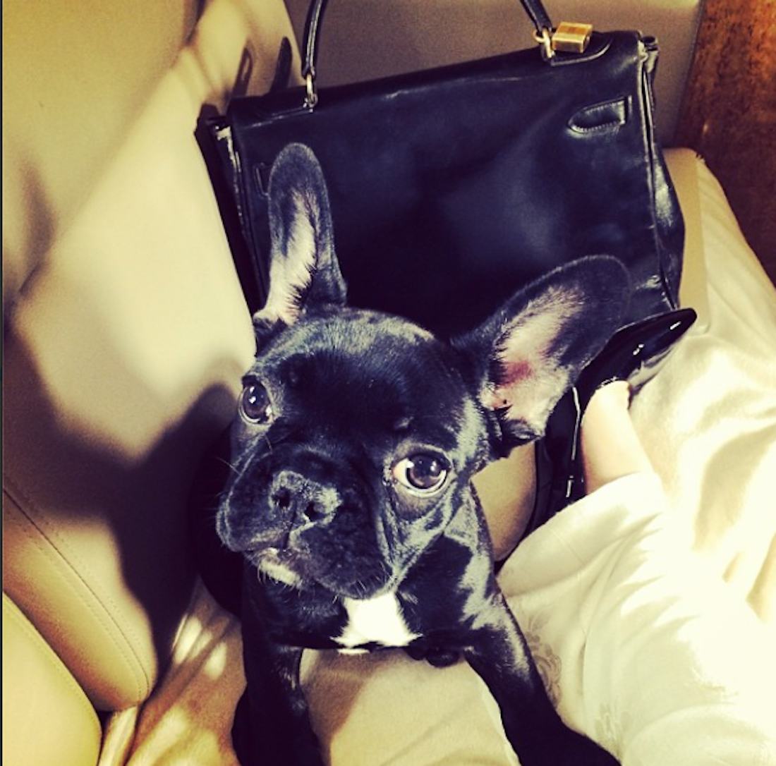 Lady Gaga's Dog Fozzi Bear Has Been MIA for a While, Where Did He Go ...