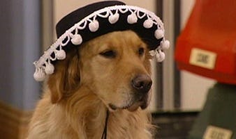 13 Famous 'Full House' Guest Stars You Totally Forgot Were On The Show ...