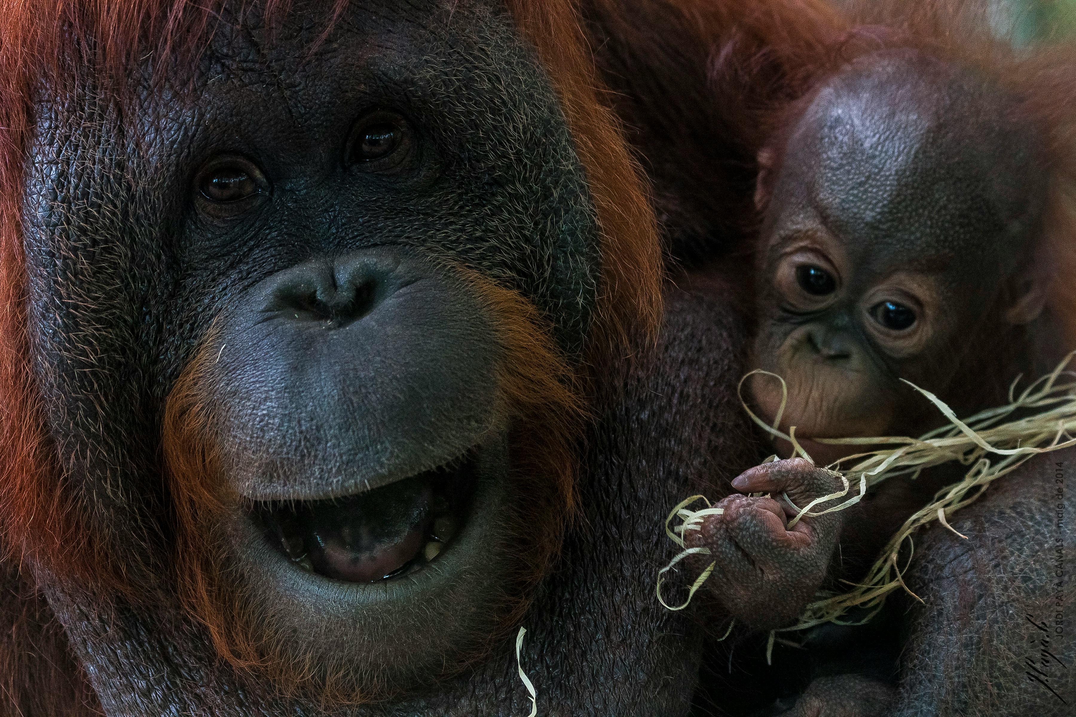 It's World Smile Day, So Celebrate With 16 Smiling Animals Who Are Just ...