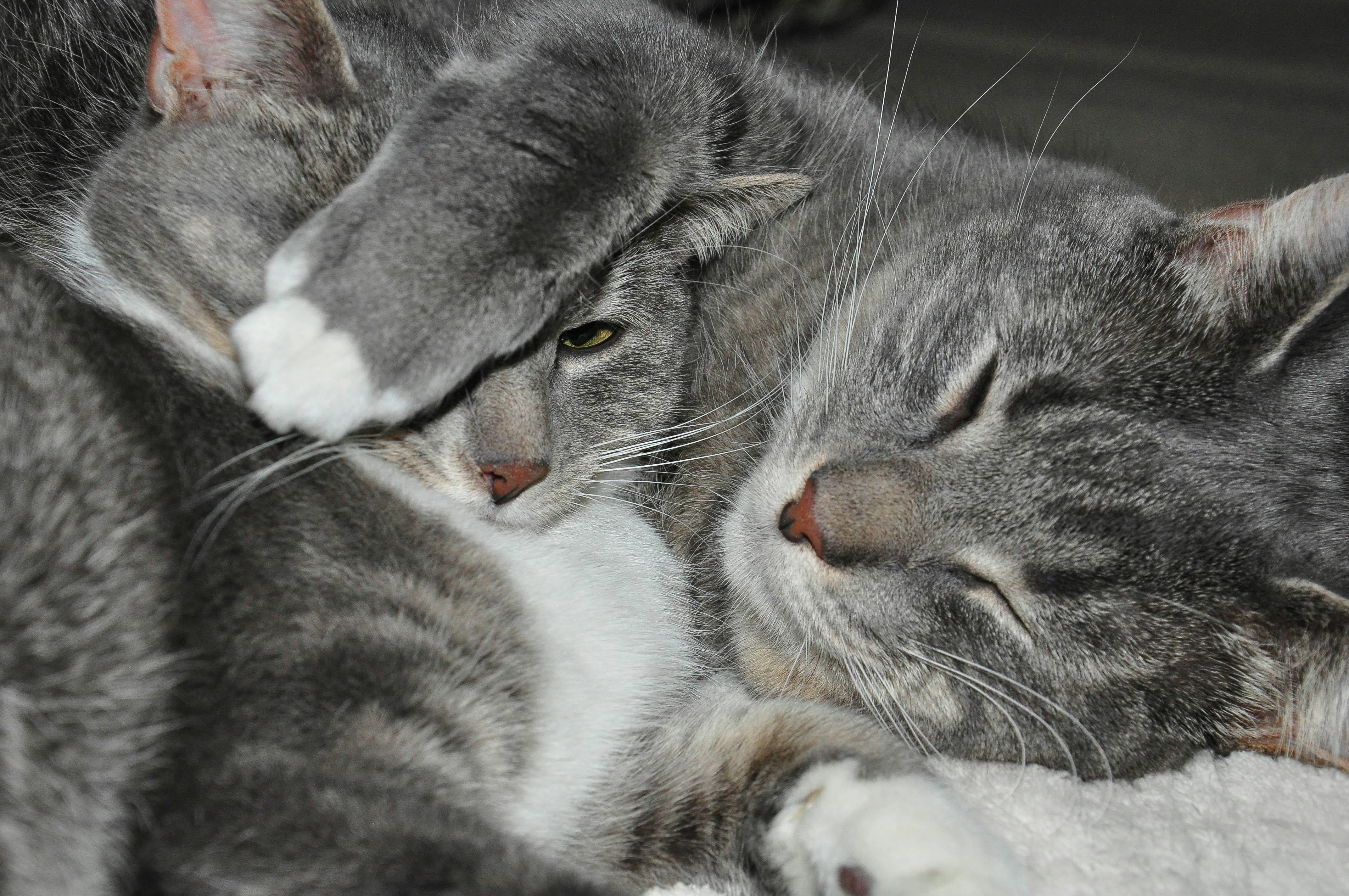 On Hug Your Cat Day, 17 Heartwarming Photos And GIFs That Prove Cats ...