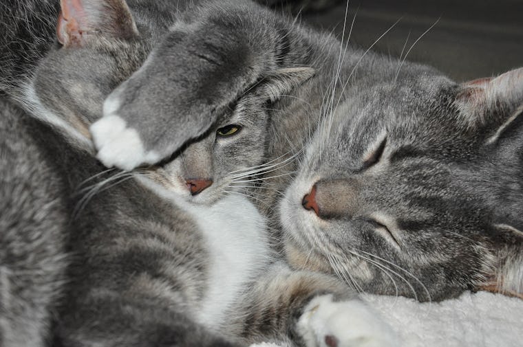 On Hug Your Cat Day, 17 Heartwarming Photos And GIFs That Prove Cats ...