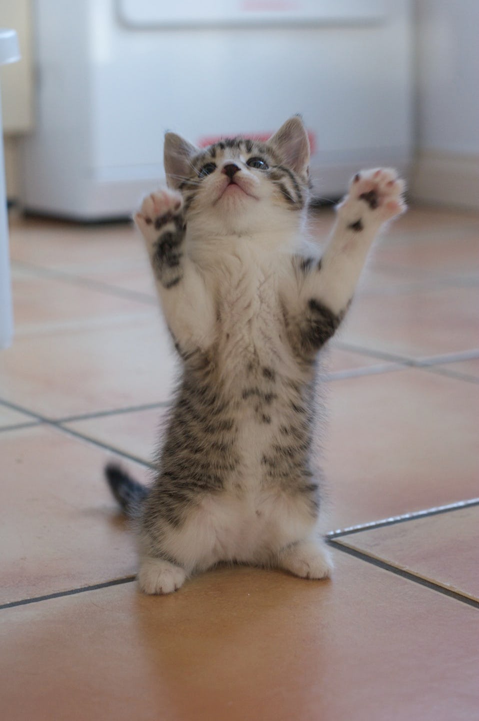 On Hug Your Cat Day, 17 Heartwarming Photos And GIFs That Prove Cats ...