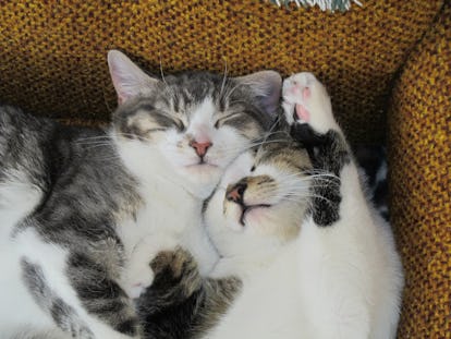 On Hug Your Cat Day, 17 Heartwarming Photos And GIFs That Prove Cats ...