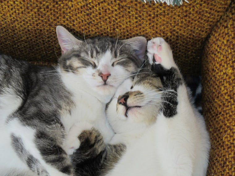 On Hug Your Cat Day, 17 Heartwarming Photos And GIFs That Prove Cats ...