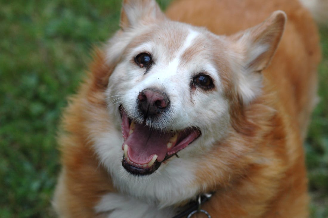 It's World Smile Day, So Celebrate With 16 Smiling Animals Who Are Just ...