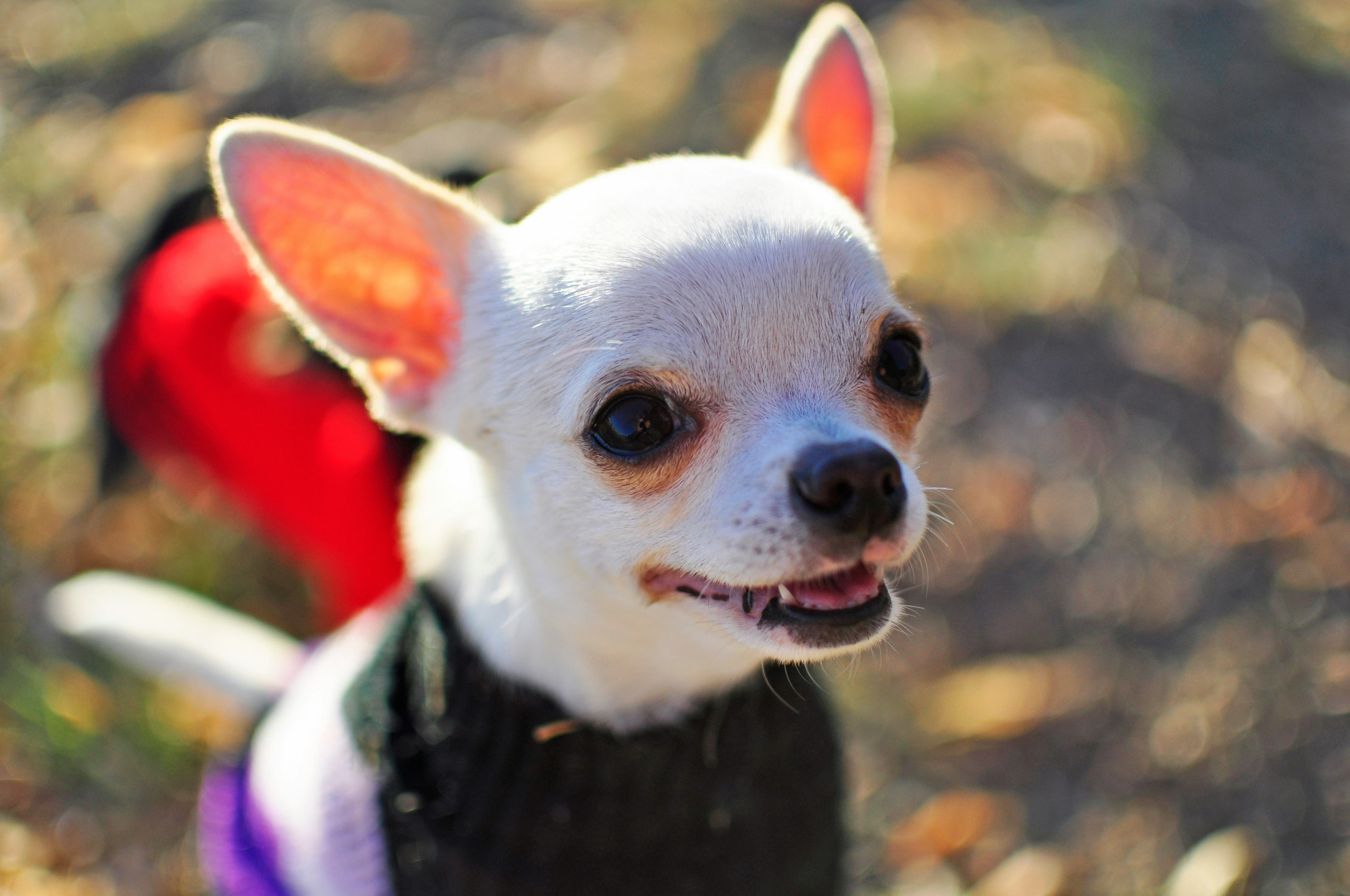 15 Animals Who Are Ridiculously Excited For The First Day Of Fall