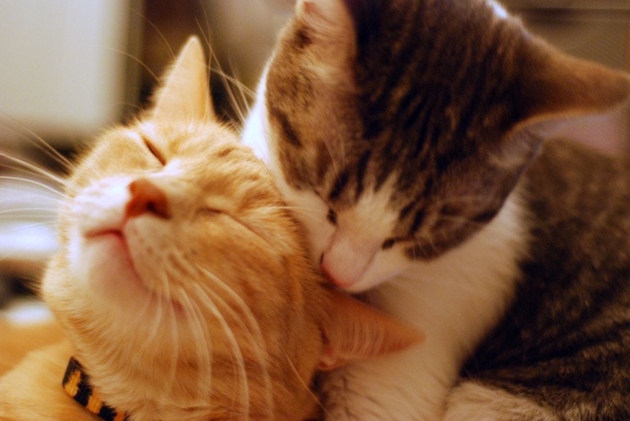 On Hug Your Cat Day, 17 Heartwarming Photos And GIFs That Prove Cats ...