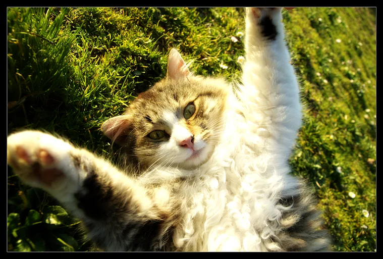 On Hug Your Cat Day, 17 Heartwarming Photos And GIFs That Prove Cats ...