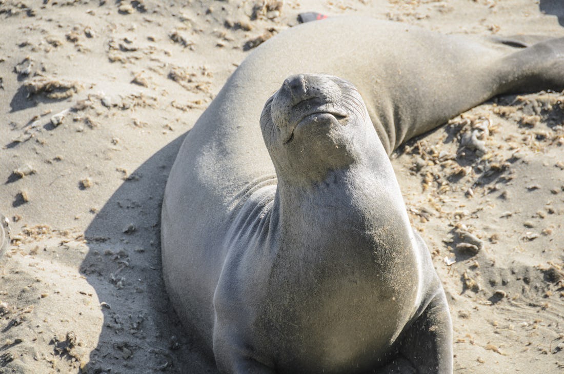 It's World Smile Day, So Celebrate With 16 Smiling Animals Who Are Just ...