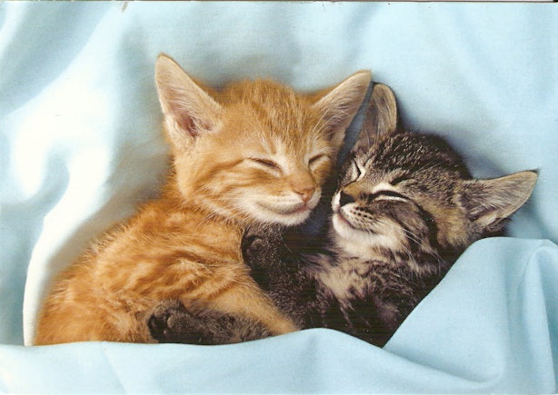 11 Cat Quotes To Celebrate National Cat Day Because Felines Are The ...