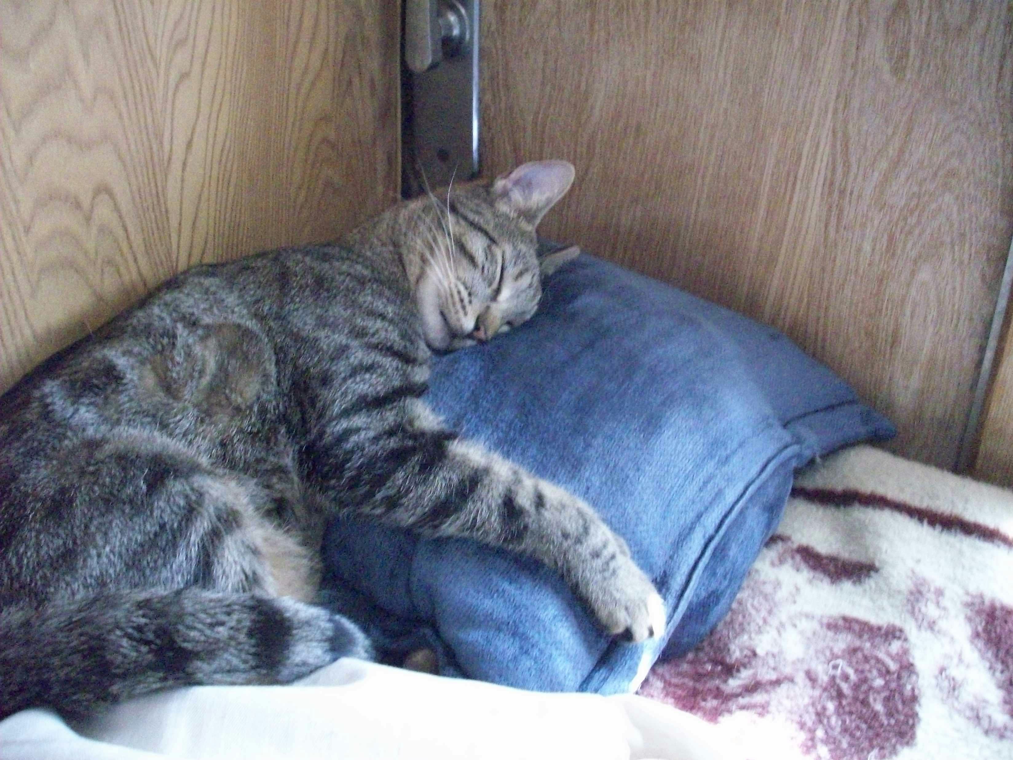 On Hug Your Cat Day, 17 Heartwarming Photos And GIFs That Prove Cats ...