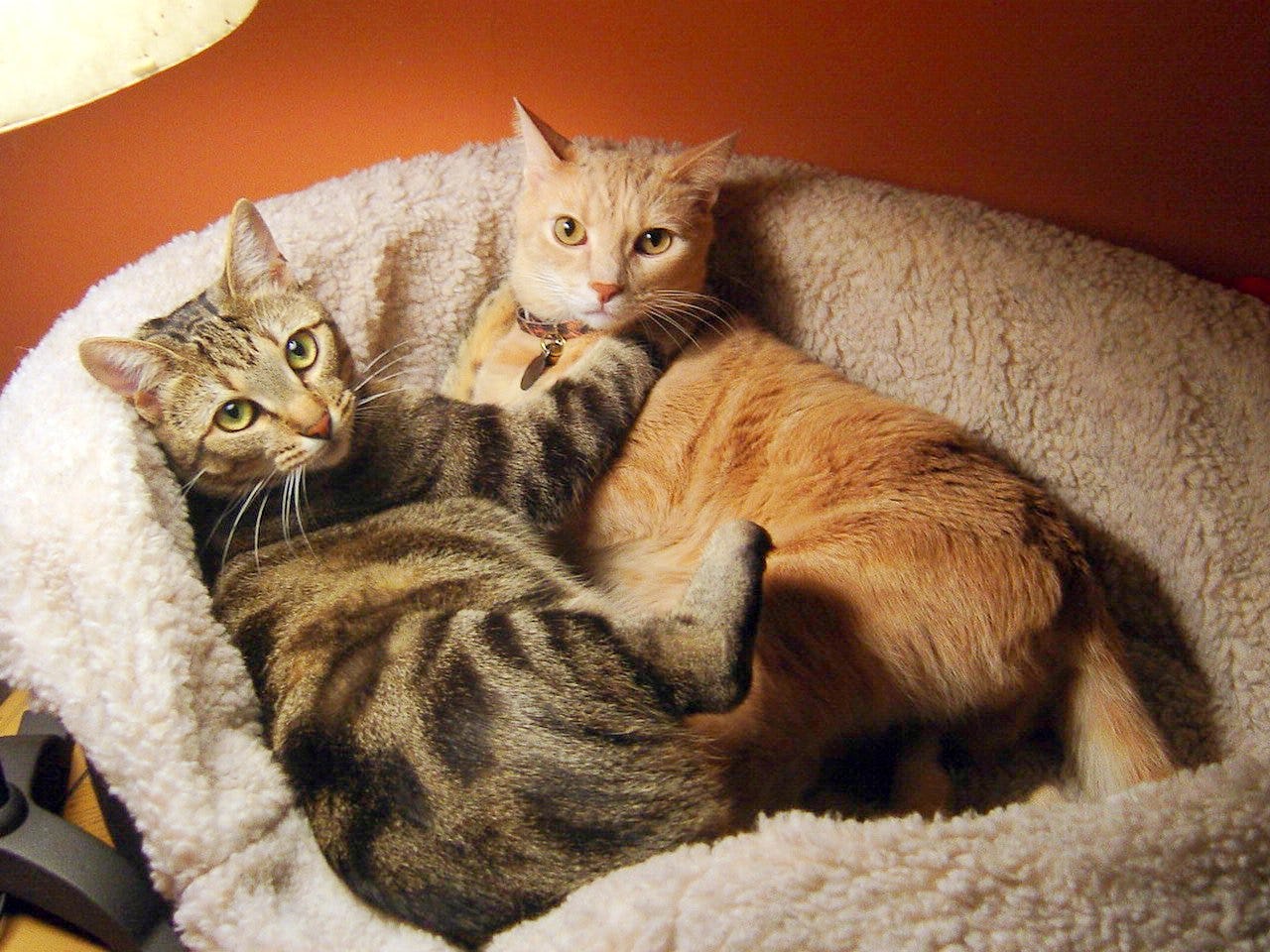 On Hug Your Cat Day, 17 Heartwarming Photos And GIFs That Prove Cats ...