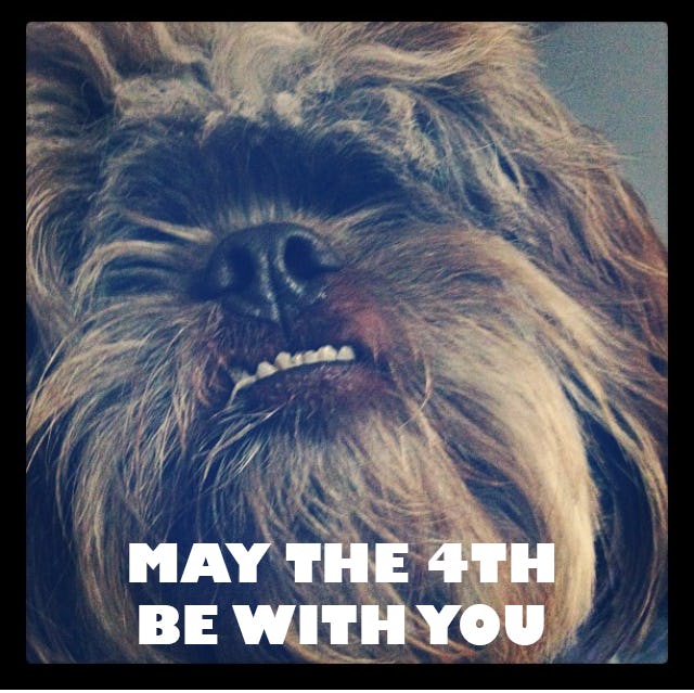 May The Fourth Be With You! 13 Animals Who Are Having A Way Better Star ...