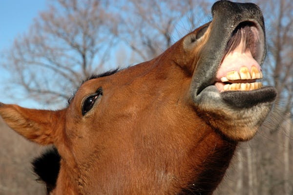 It's World Smile Day, So Celebrate With 16 Smiling Animals Who Are Just ...