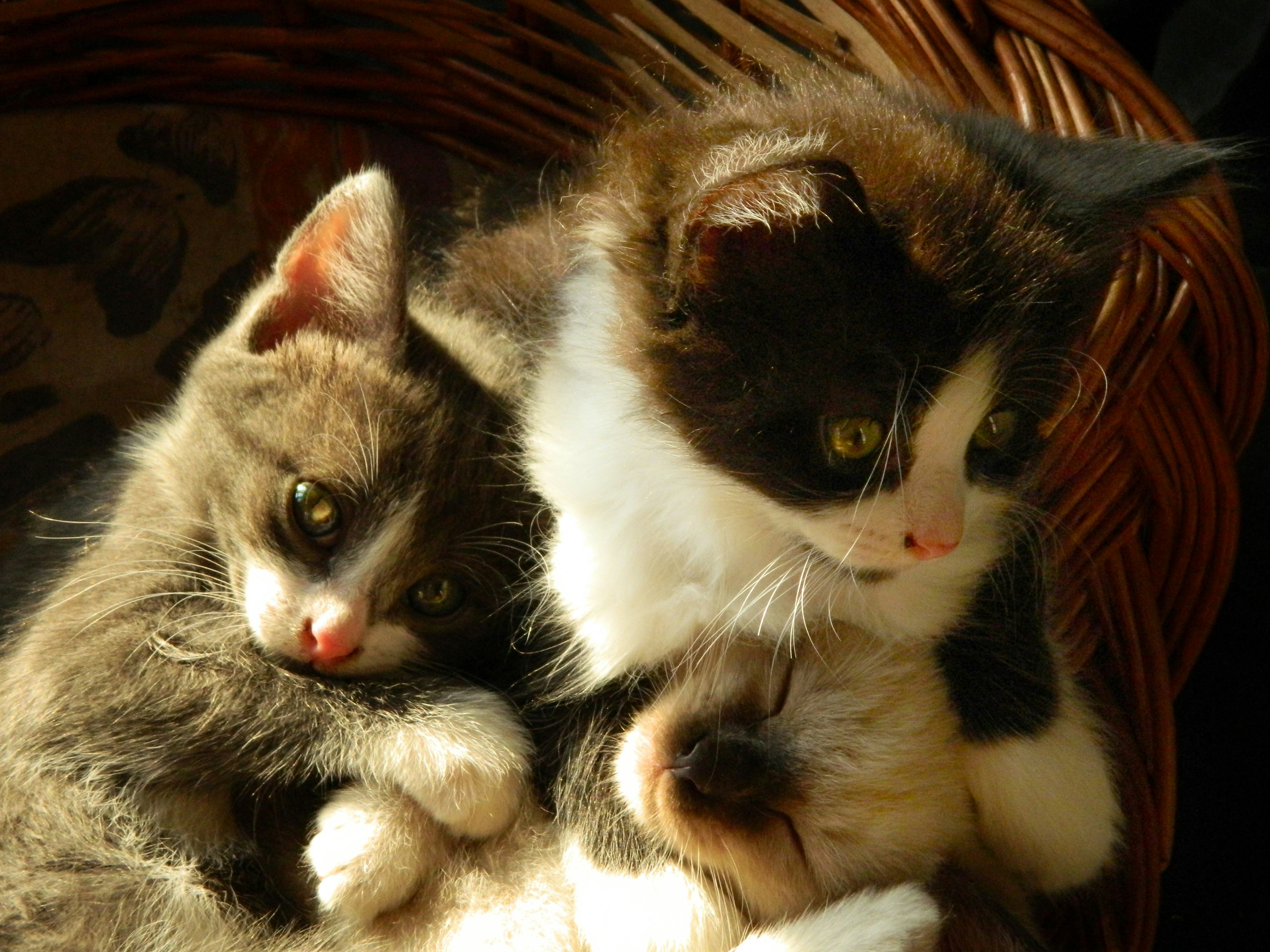 In Honor of National Cat Day, Here Are 23 Reasons Why Cats Make Better ...