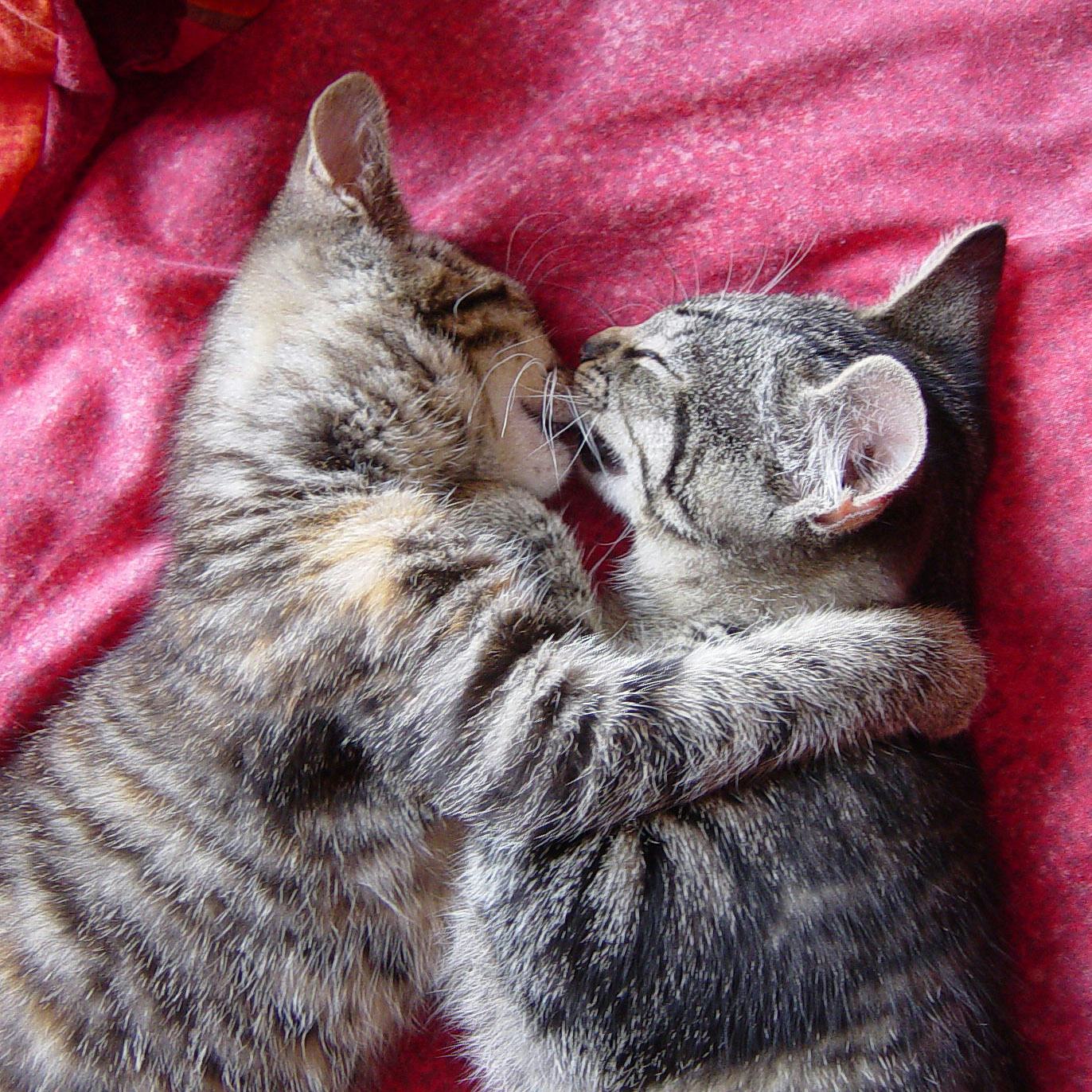 On Hug Your Cat Day, 17 Heartwarming Photos And GIFs That Prove Cats ...