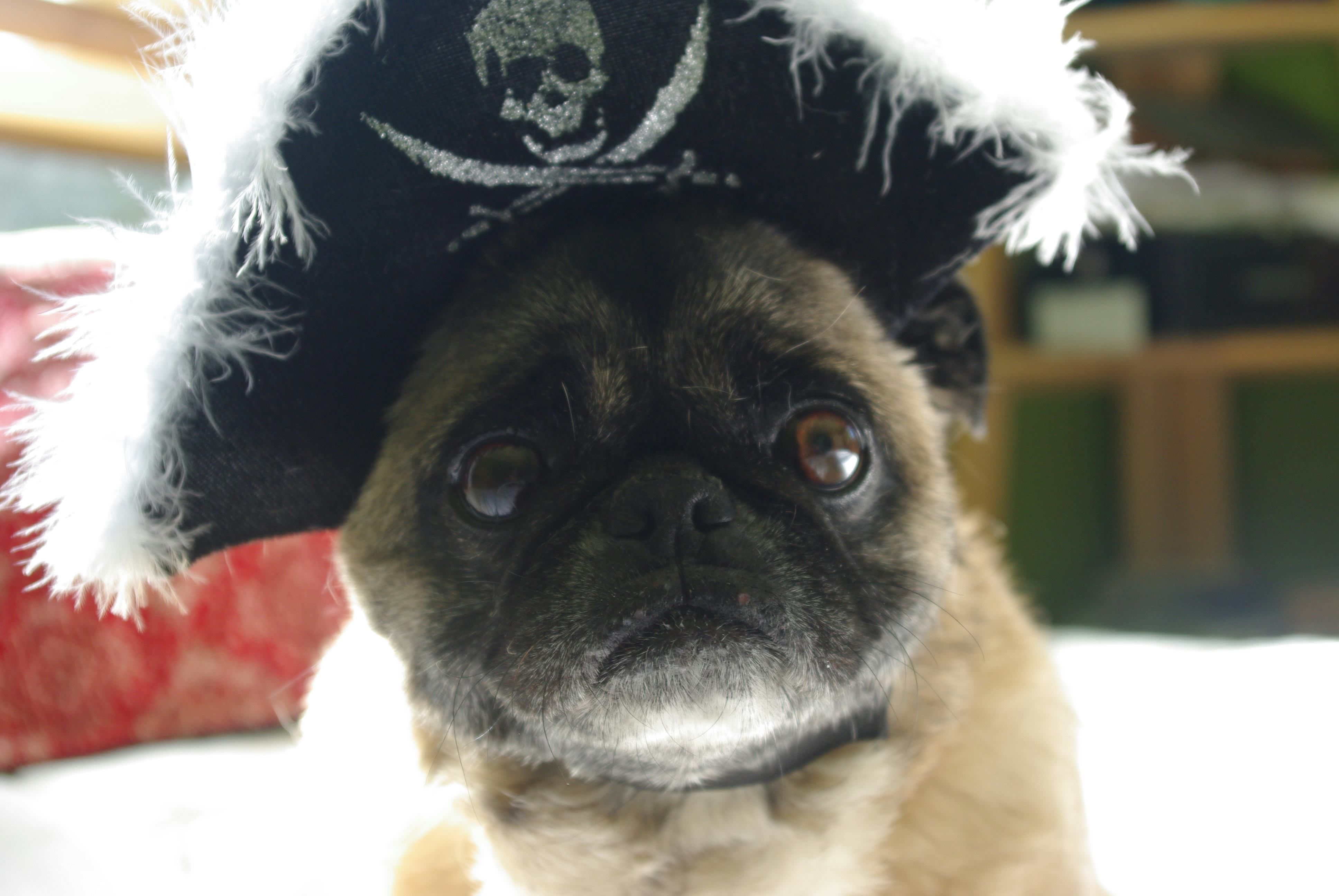 13 Animals Who Are Ridiculously Excited for International Talk Like A ...