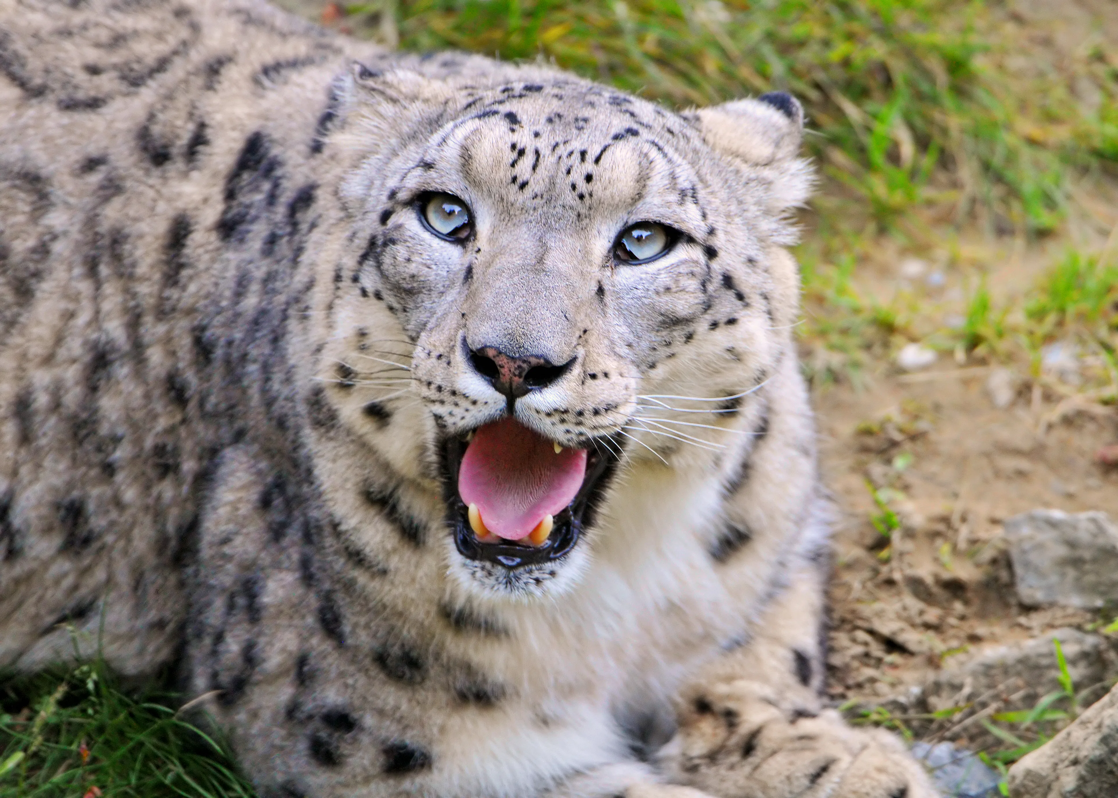 It's World Smile Day, So Celebrate With 16 Smiling Animals Who Are Just ...