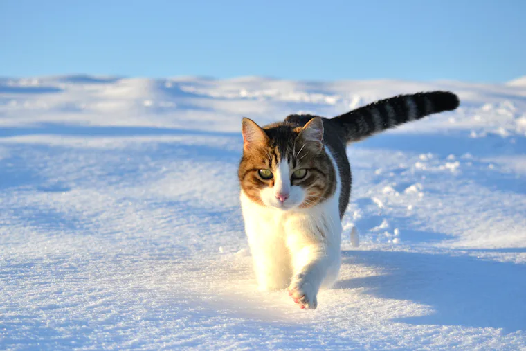 20 Snow Quotes To Help You Find Beauty In Any Blizzard — Including ...