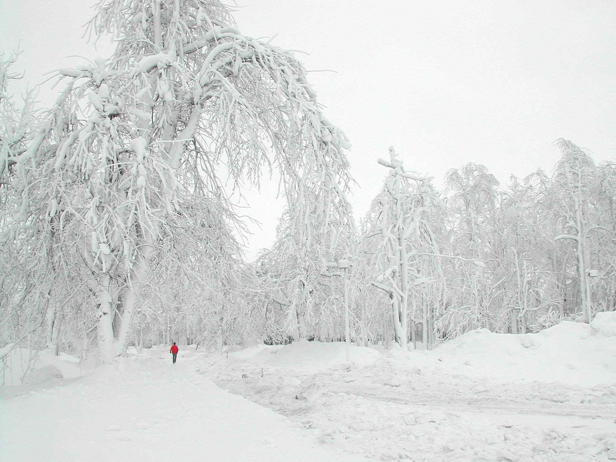 20 Snow Quotes To Help You Find Beauty In Any Blizzard — Including ...
