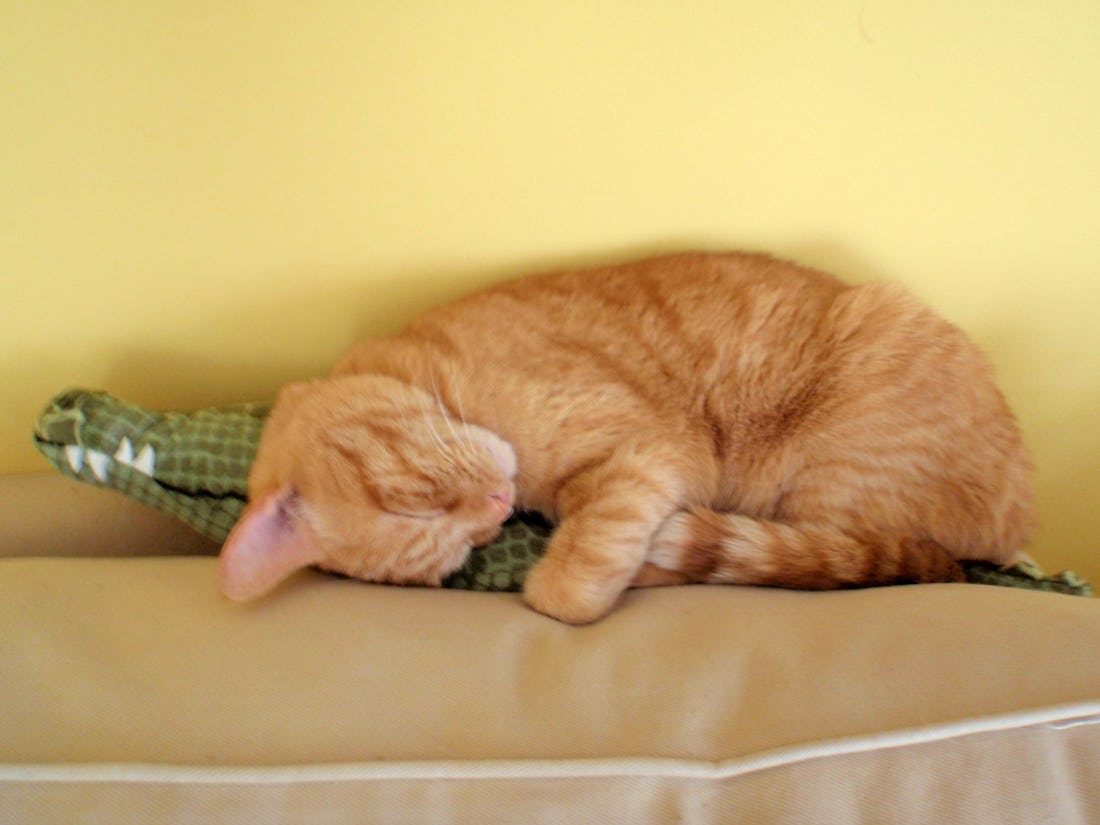 On Hug Your Cat Day, 17 Heartwarming Photos And GIFs That Prove Cats ...