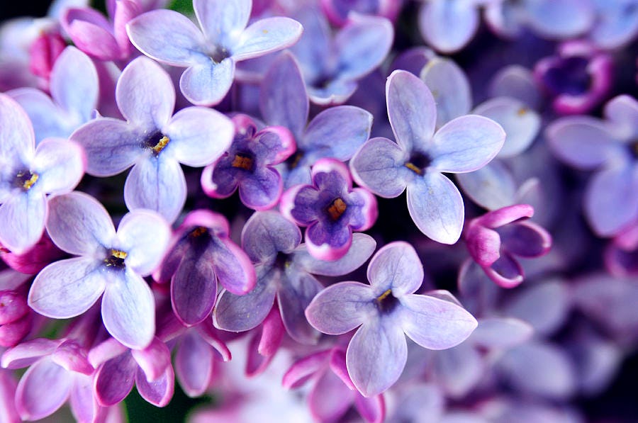 9 Poems About Flowers To Welcome In Spring, Because You Don't Have To ...